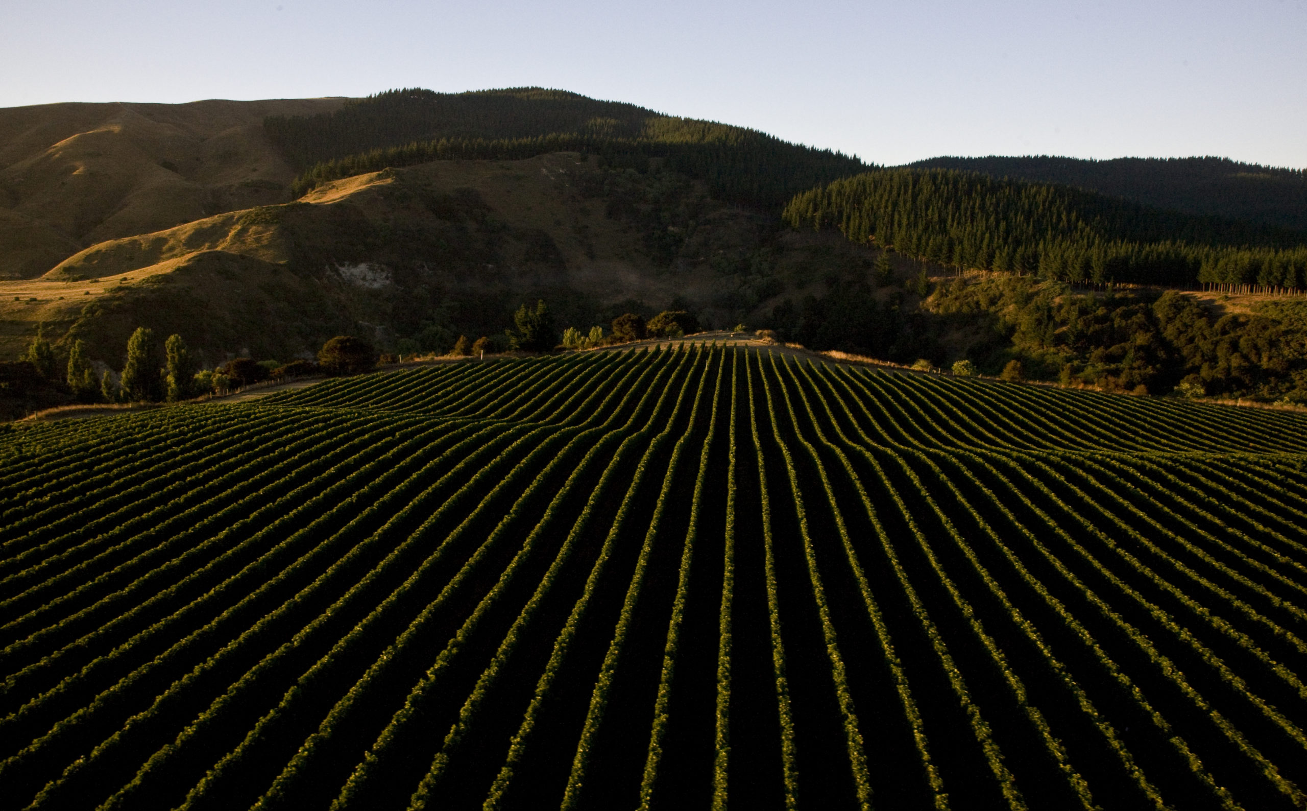 V20: The Report - Hawke's Bay - Sacred Hill